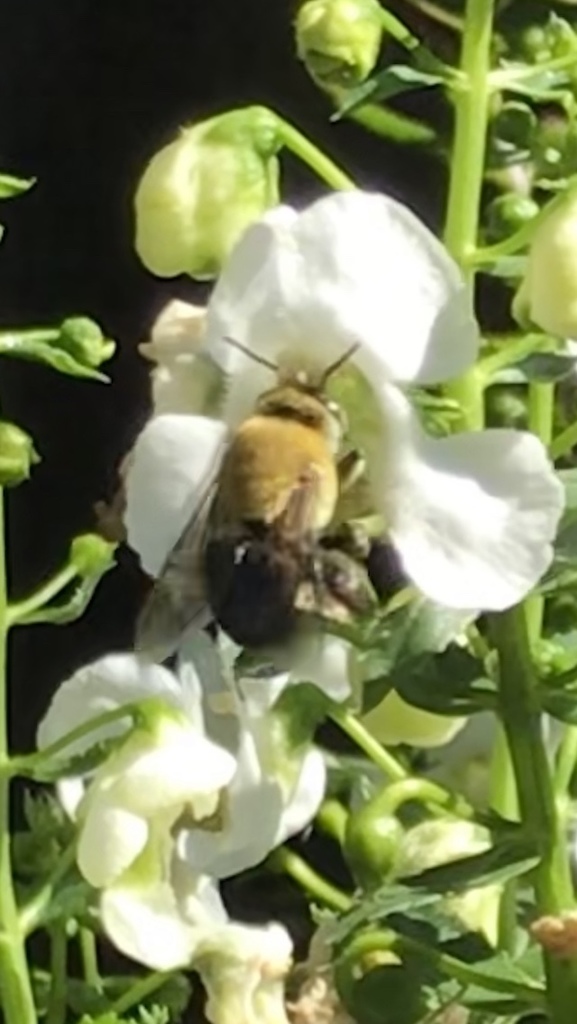 Shining Oil-digger Bee from 415 Cortez Rd NW, Palm Bay, FL, US on ...