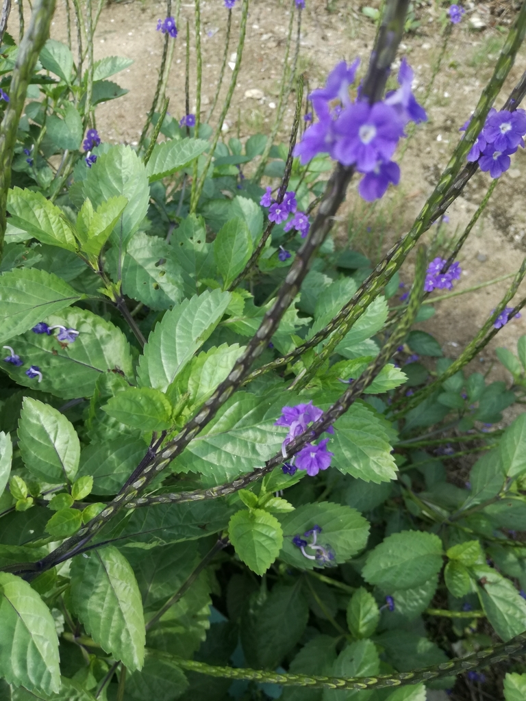 Blue Porterweed from Benito Juárez García 1191, Santa Amalia, 86370 ...