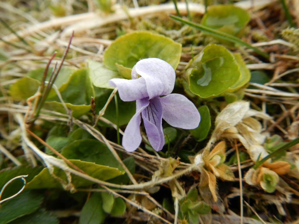 dwarf marsh violet from St Paul, AK, USA on June 24, 2012 at 06:03 PM ...