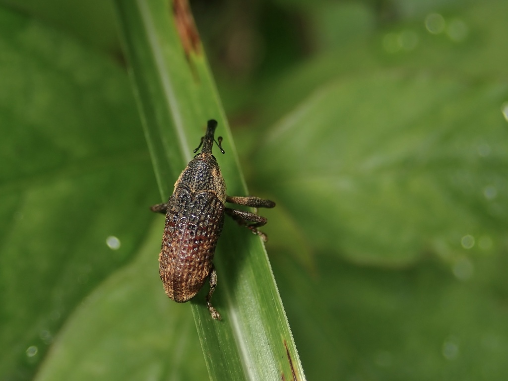 Merus erro from 府民の森なるかわ園地, 東大阪市, 大阪府, JP on July 11, 2023 at 09:41 AM ...