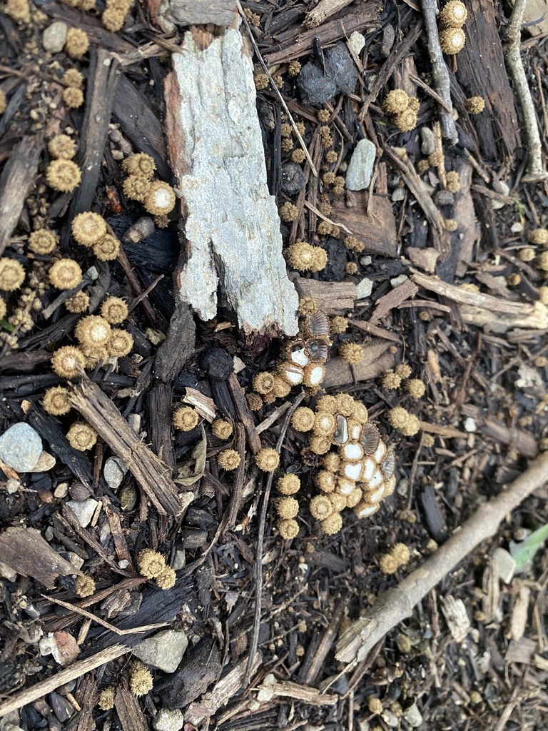 Cyathus from Nashville, IN, US on July 9, 2023 at 11:57 AM by Julie ...