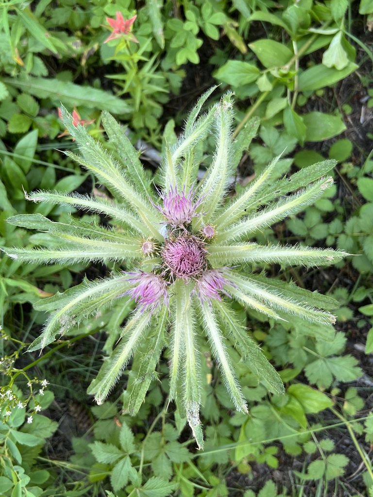 Elk Thistle from Payette National Forest, McCall, ID, US on July 12 ...