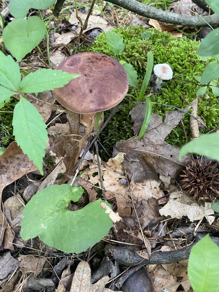Beveled-cap Bolete from Nashville, IN, US on July 9, 2023 at 12:00 PM ...