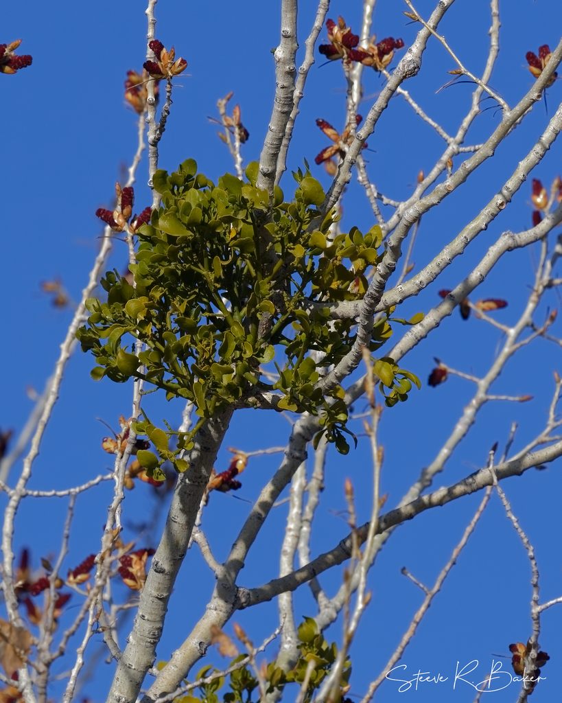 broadleaf mistletoe from Candelaria Farm, Albuquerque, NM 87107, États ...
