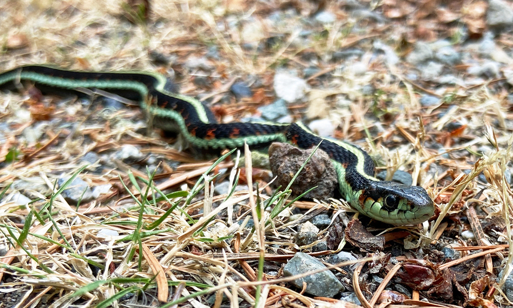 Garter Snakes from Ault Field, WA, USA on July 12, 2023 at 03:43 PM by ...