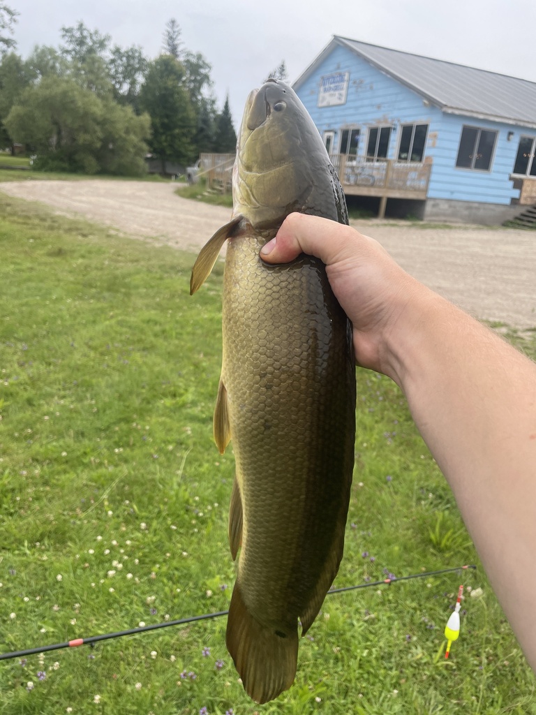 Eyetail Bowfin from River St, Alanson, MI, US on July 12, 2023 at 07:04 ...