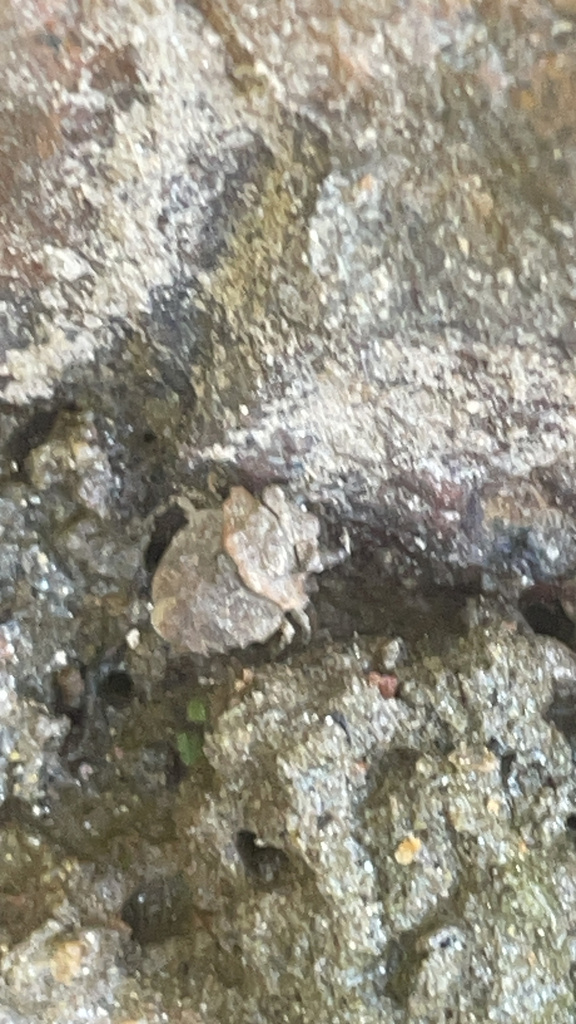 Big-eyed Toad Bug from French Broad River, Alexander, NC, US on July 12 ...