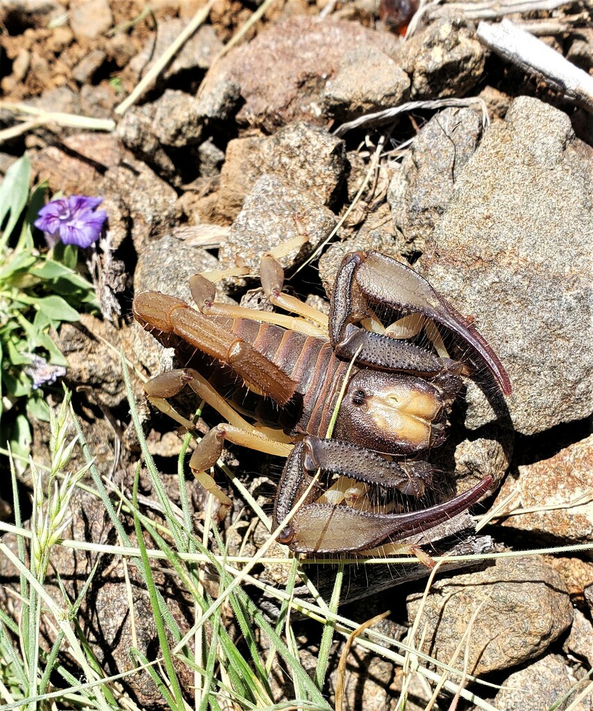 Karoo Burrowing Scorpion from Beaufort West, 6970, South Africa on ...