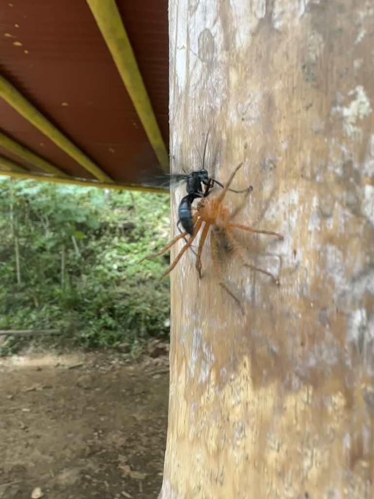 Pepsinae from Sucre, EC-MN, EC on July 11, 2023 at 02:09 PM by Shawn ...