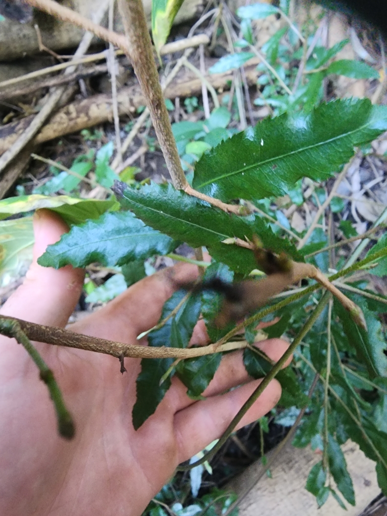 Small-leaved plane from Denistone NSW 2114, Australia on July 13, 2023 ...