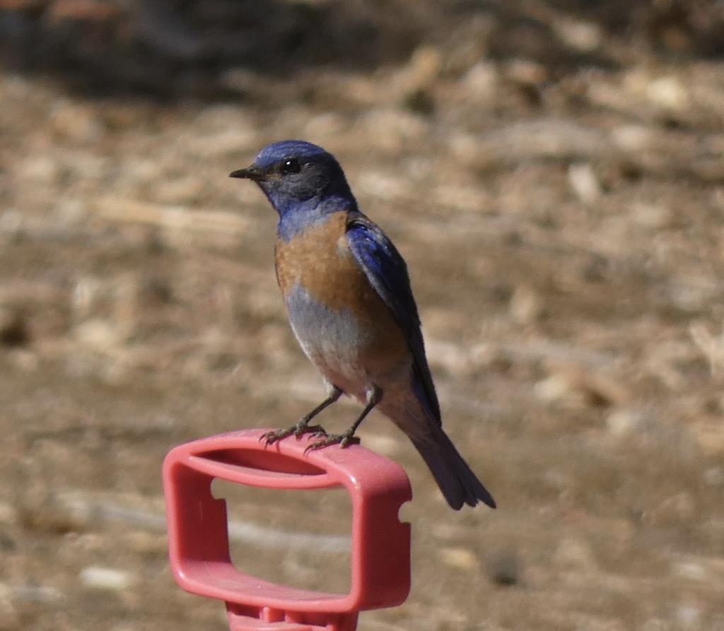 Western Bluebird from Silverwood Wildlife Sanctuary, Lakeside, CA, US ...