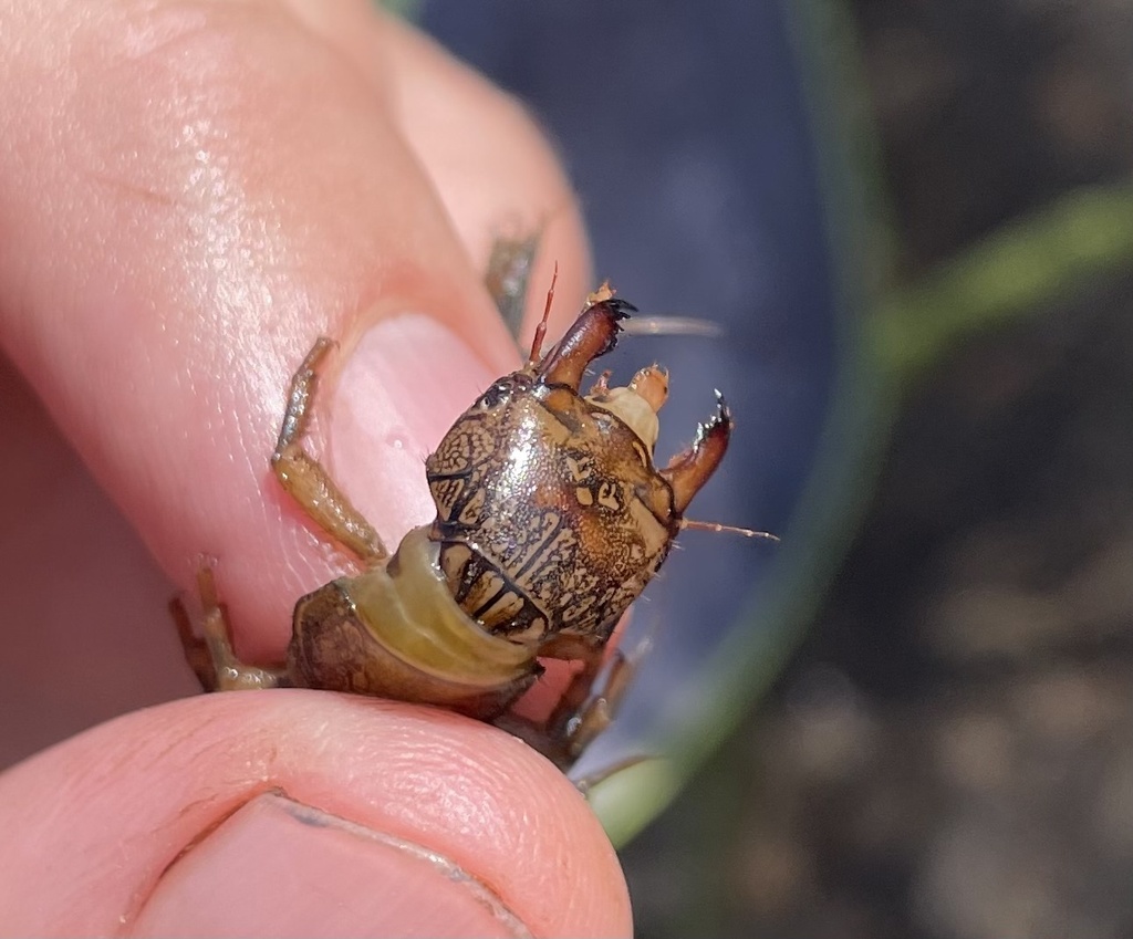 Eastern Dobsonfly from CR-5430, Elkins, AR, US on July 12, 2023 at 03: ...