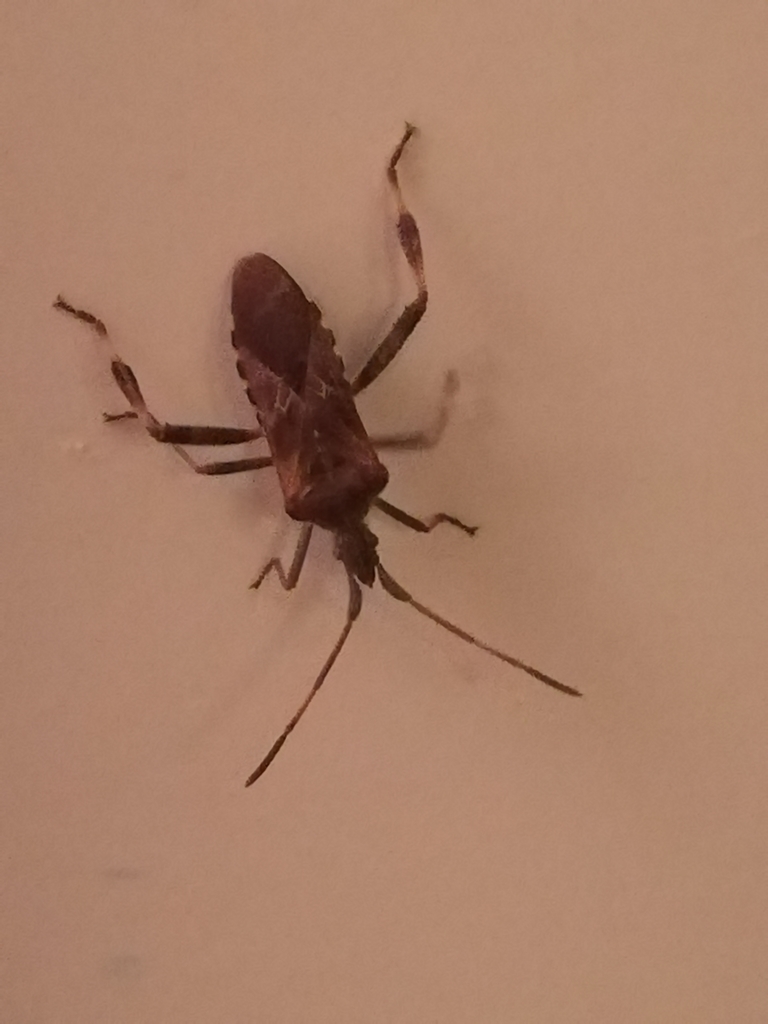 Western Conifer Seed Bug in January 2019 by Inguqu · iNaturalist