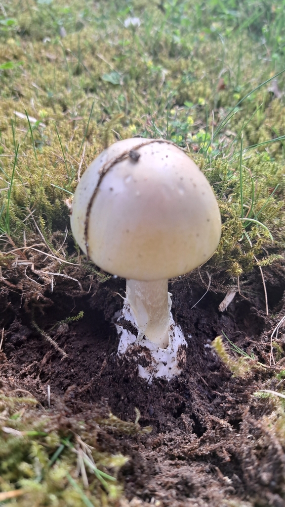 Amanita Sect. Phalloideae from Bill McDonald Pkwy at Birnam Wood ...