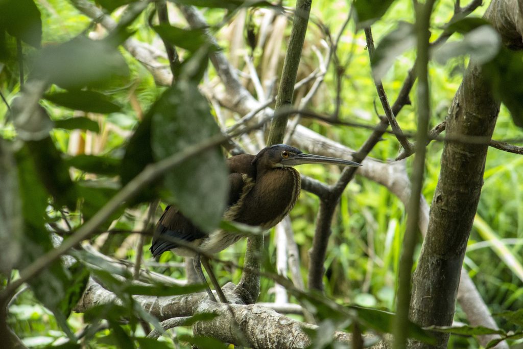 Agami Heron from 86287 Ranchería Emiliano Zapata, Tab., México on May 4 ...