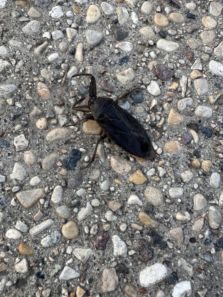 American Giant Water Bug in July 2023 by Jared Elias · iNaturalist