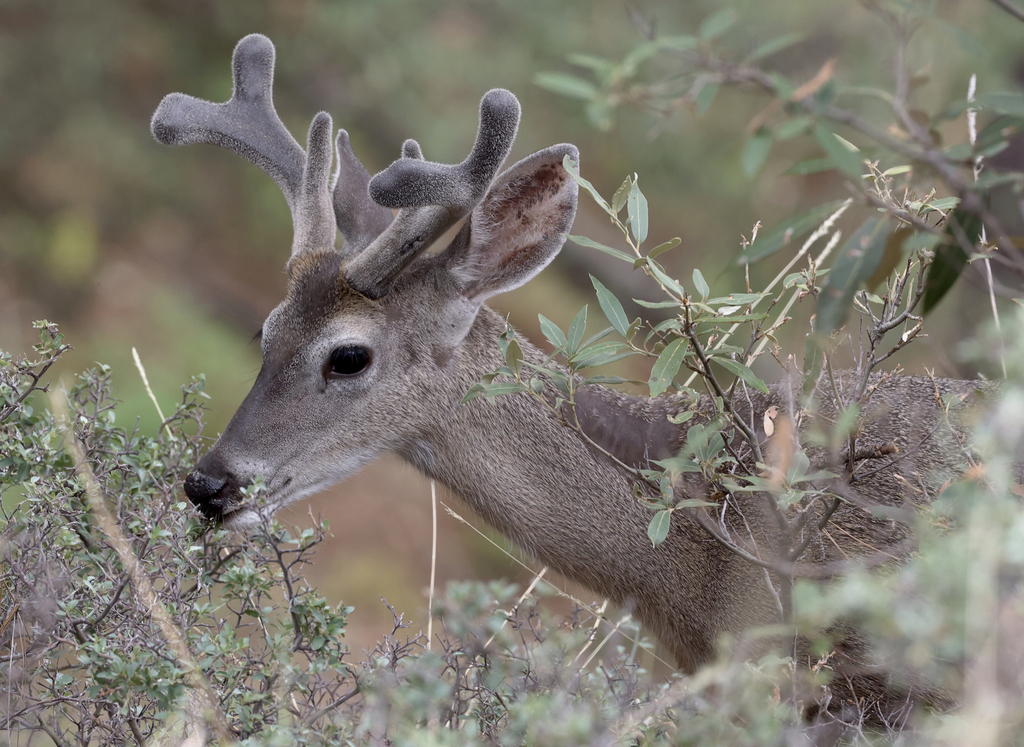 Coues's White-tailed Deer from Santa Cruz County, AZ, USA on July 12 ...