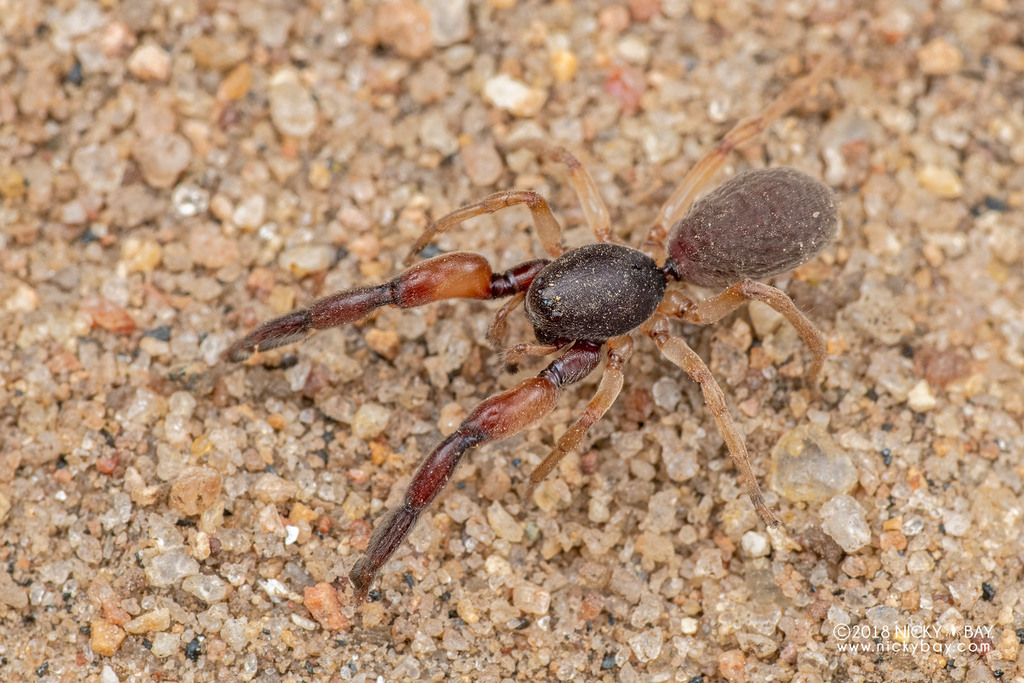 Common Palp-footed Spiders from 29C2+9GV, Chitengo, Mozambique on May ...