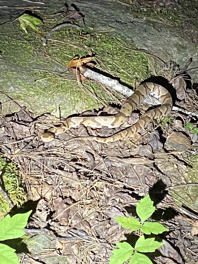 Eastern Copperhead from Great Smoky Mountains, Townsend, TN, US on July ...