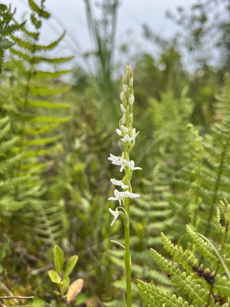 leafy white orchid in July 2023 by Allison Autry · iNaturalist