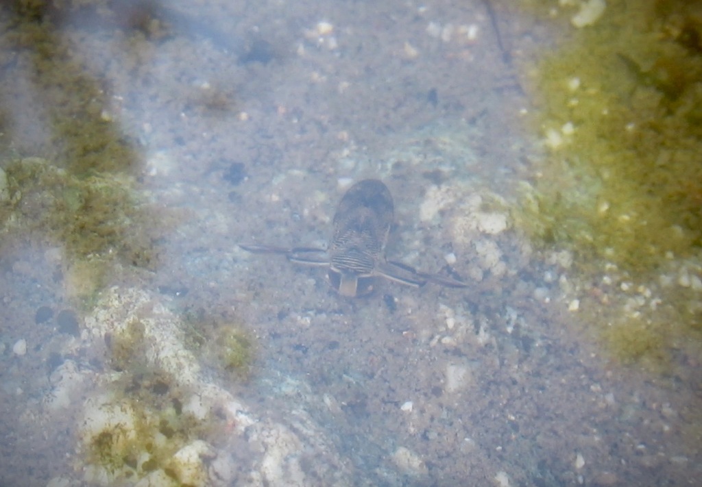 Water Bugs from Los Angeles County, CA, USA on July 12, 2023 at 07:41 ...