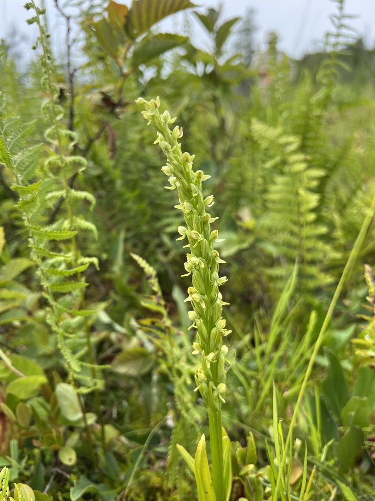 green bog orchid in July 2023 by Allison Autry · iNaturalist