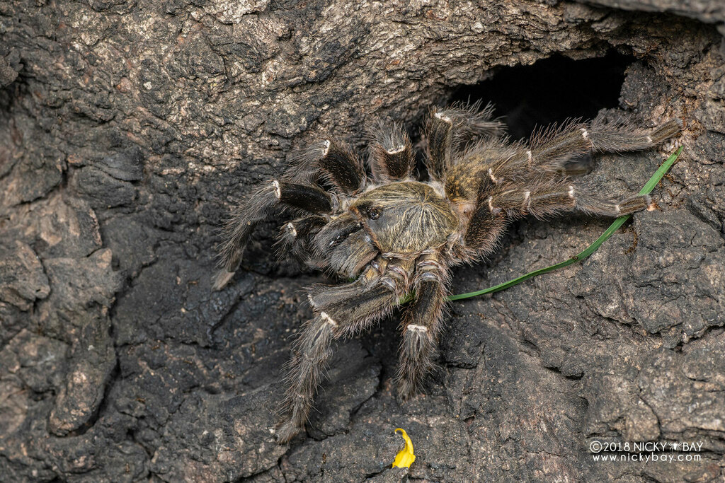 Usambara Baboon Tarantula from 29C2+9GV, Chitengo, Mozambique on May 27 ...