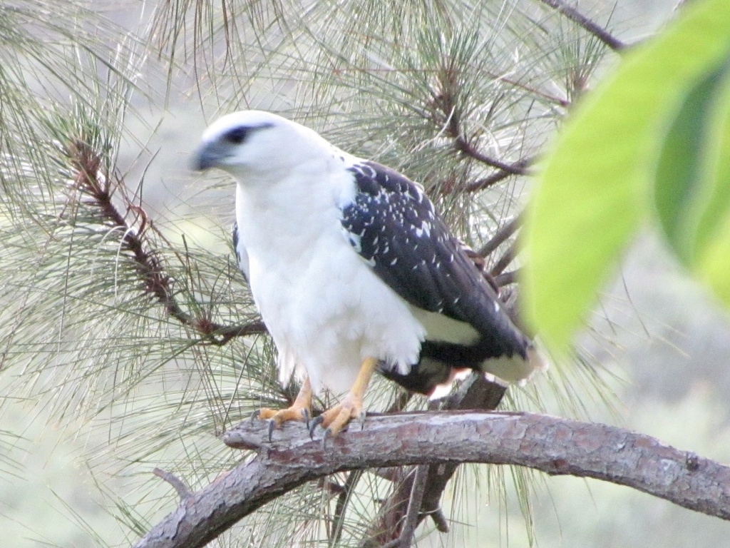 White Hawk from Trinidad, Trinidad and Tobago, TT on July 12, 2023 at ...