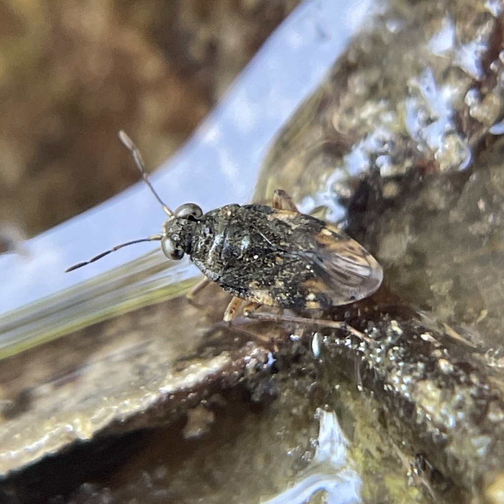 Shore bugs from Santa Clarita Woodlands Park, Newhall, CA, US on July 9 ...