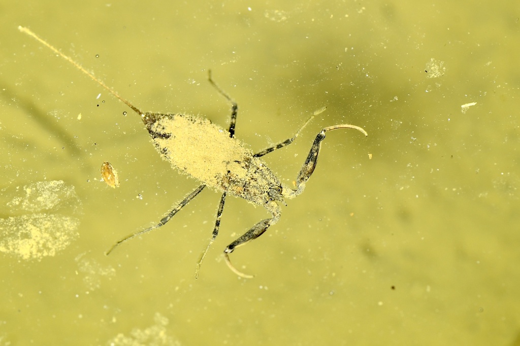 Laccotrephes from 余杭区, 杭州市, 浙江省, CN on August 6, 2020 at 09:45 PM by ...