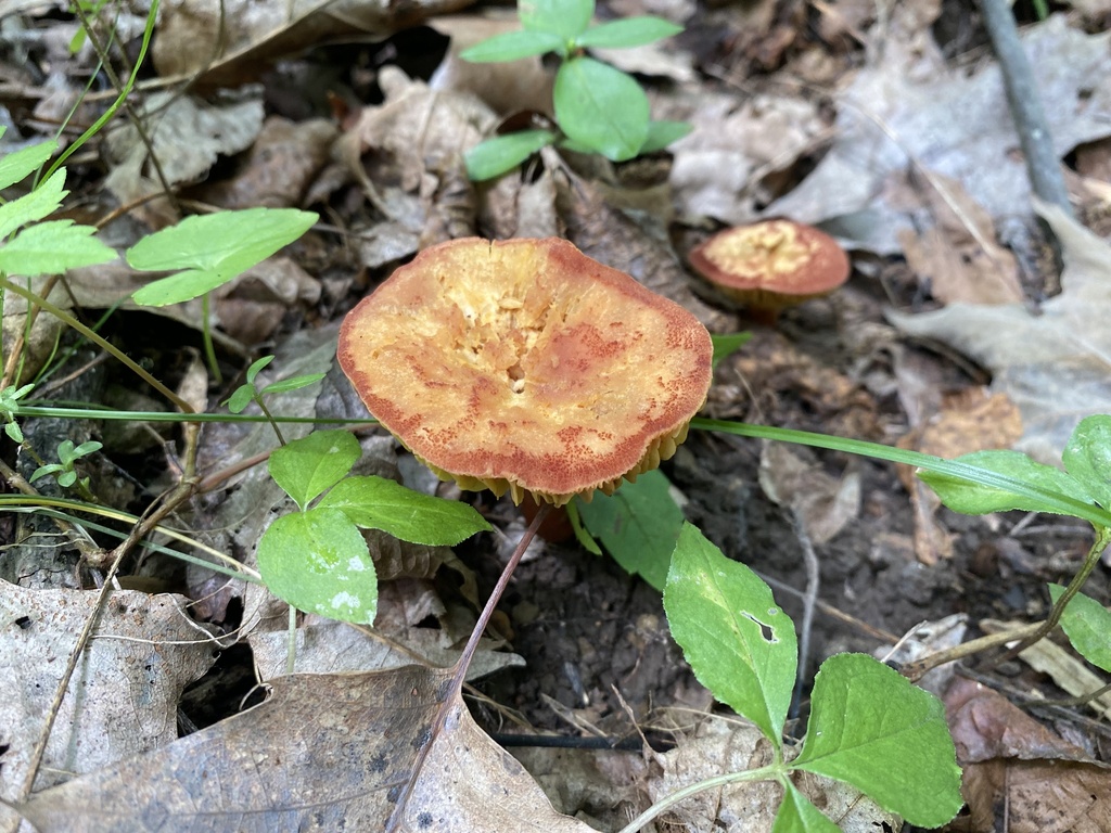 Phylloporus from Nashville, IN, US on July 9, 2023 at 01:12 PM by Julie ...