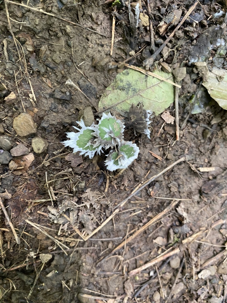 enveloping crust from Nashville, IN, US on July 9, 2023 at 01:26 PM by ...