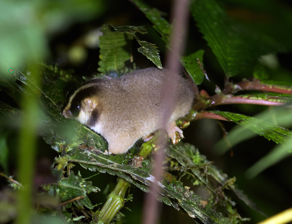 Feather-tailed Possum from Arfak Mountains Regency, West Papua ...