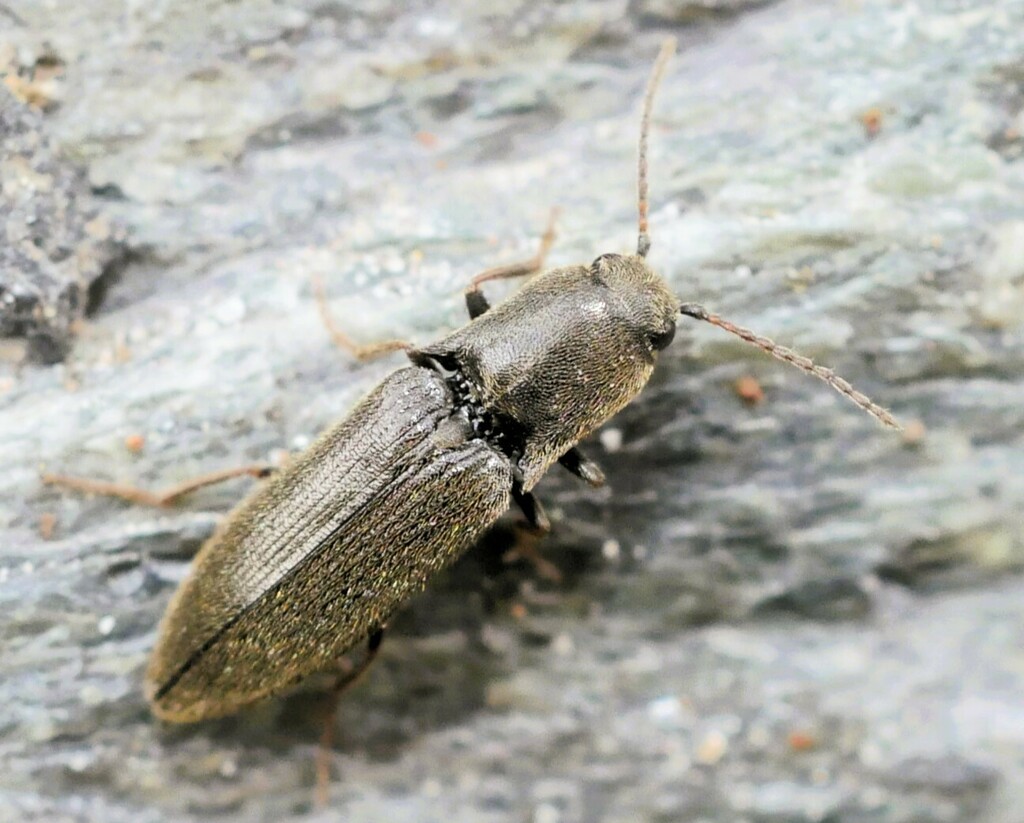Agriotes gallicus from 61440 Oberursel (Taunus), Deutschland on July 12 ...