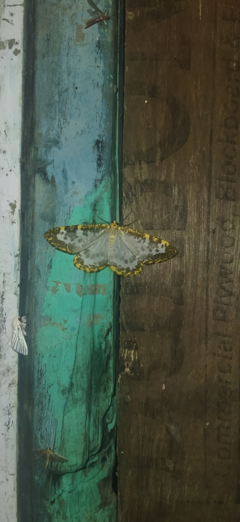 Epobeidia lucifera from West Bengal 734201, India on July 7, 2023 at 09 ...