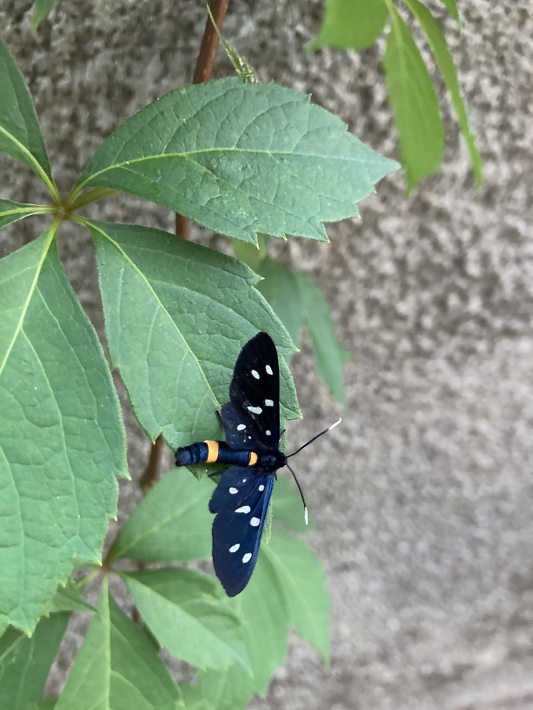 Nine-spotted Moth from Via Cavour, Lurate Caccivio, Lombardia, IT on ...