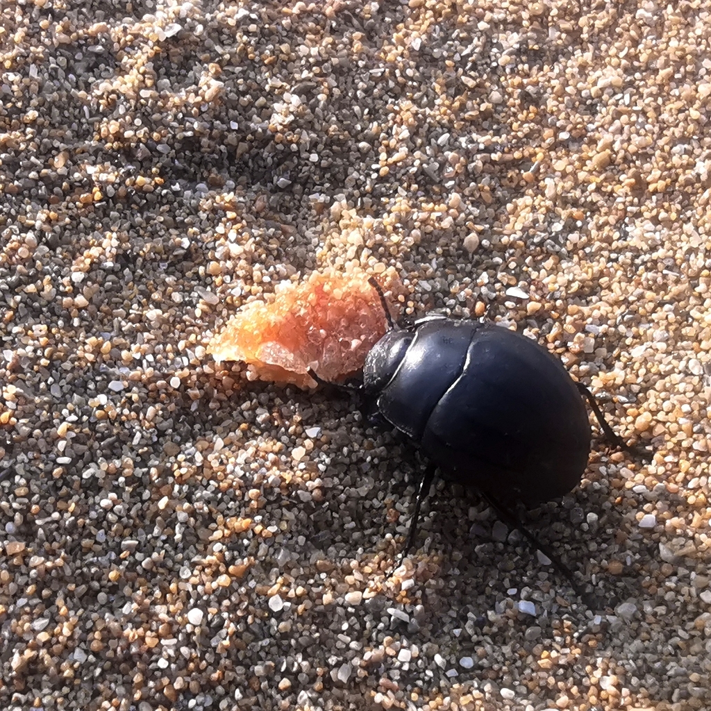 Erodius siculus from Italia on July 12, 2023 at 06:41 PM by Salvo ...