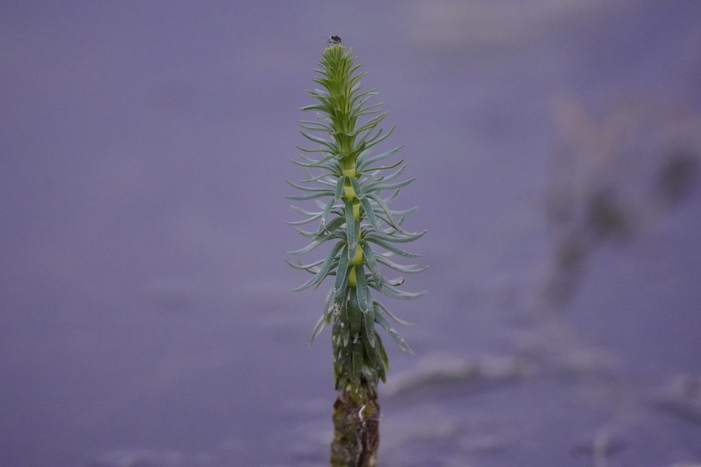 Common Mare's Tail from Dashbalbar, Mongolia on June 13, 2023 at 07:43 PM by Алтангэрэл ...