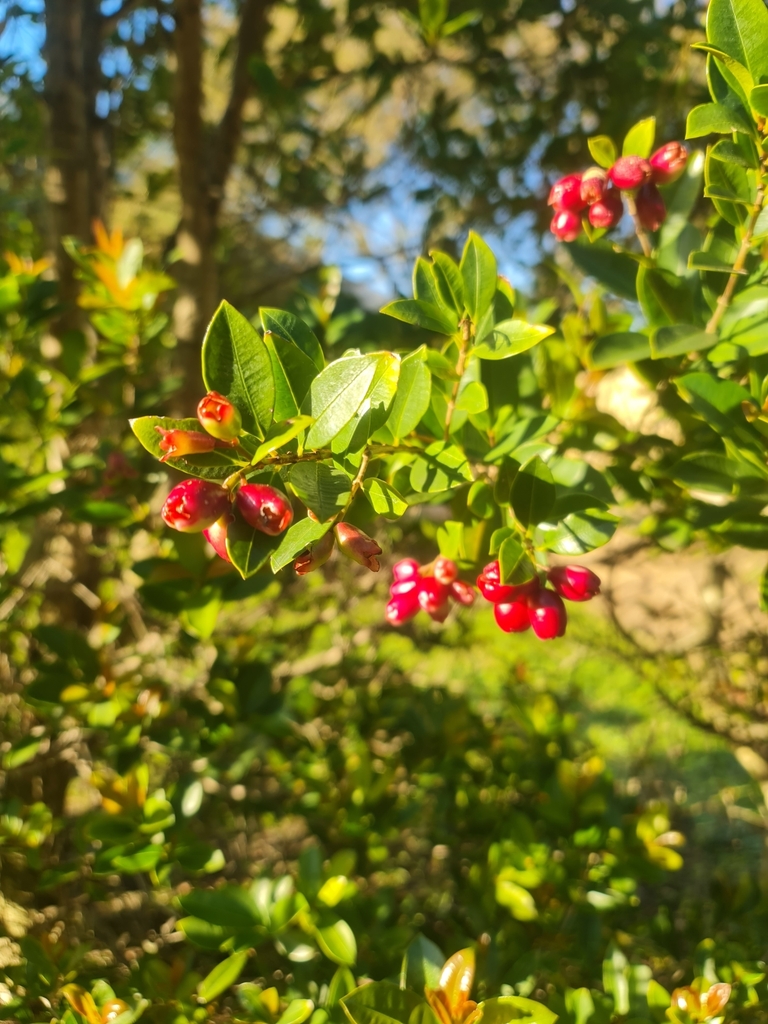 scrub cherry from Hout Bay, Cape Town, 7872, South Africa on July 13 ...
