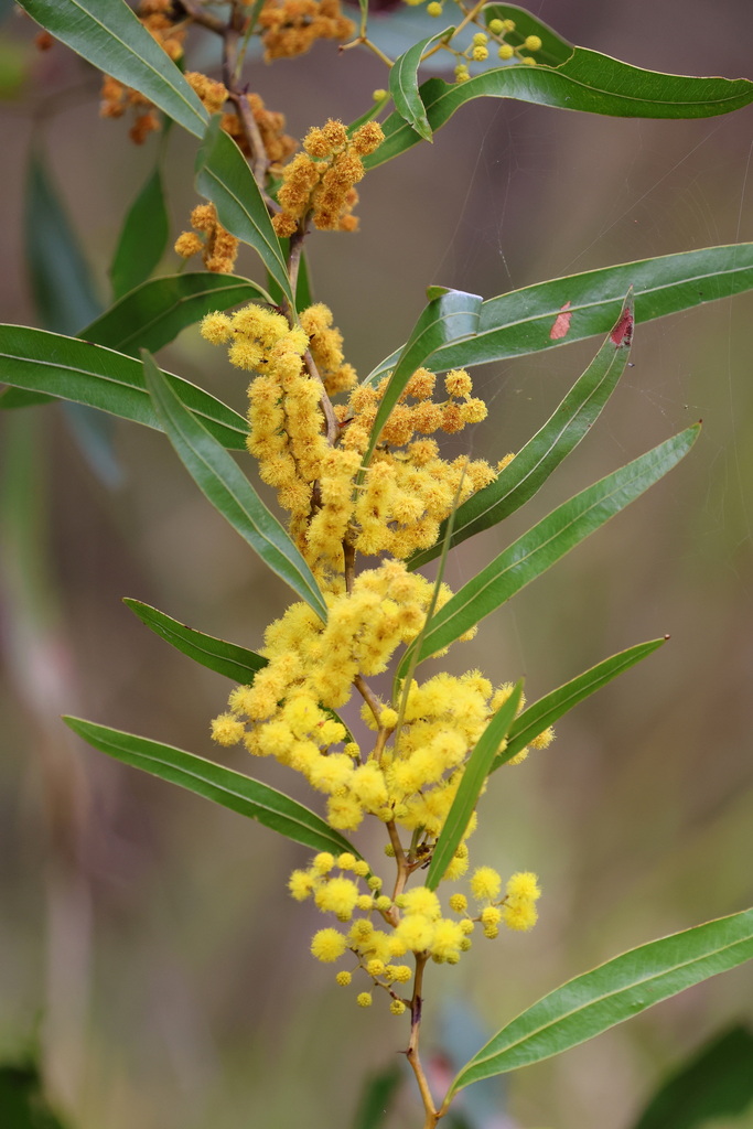Zig-zag Wattle from Brisbane QLD, Australia on July 13, 2023 at 01:26 ...