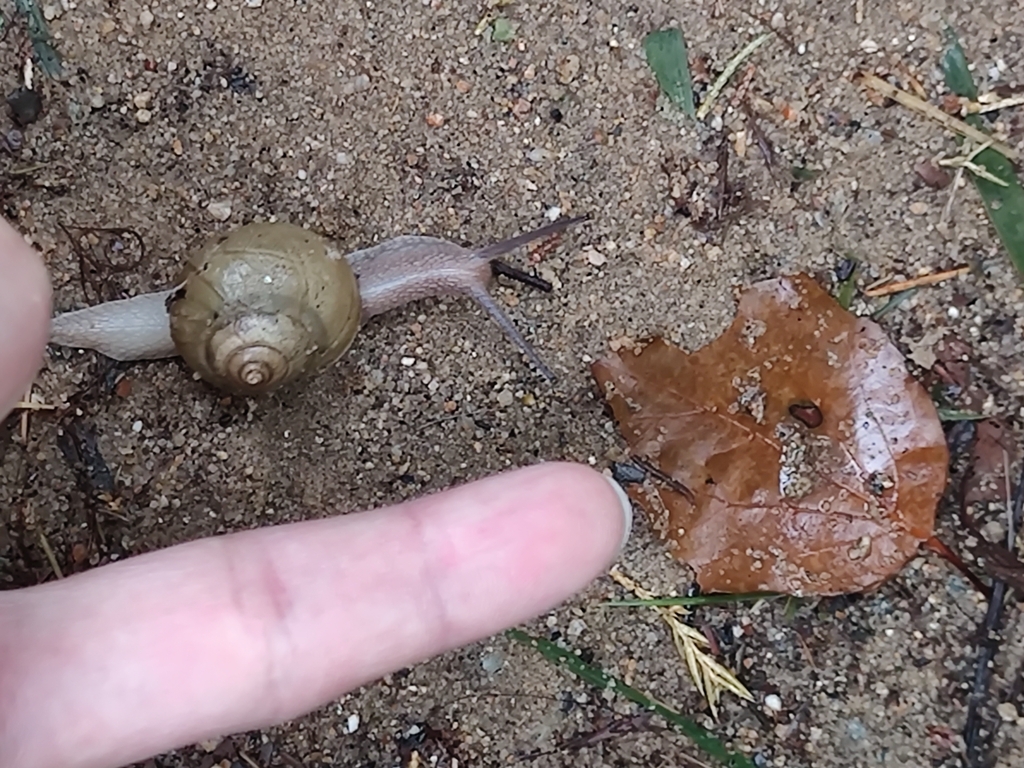 Acusta ravida from Nanjing, CN-JS, CN on May 3, 2023 at 10:29 AM by lay ...