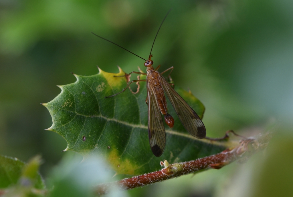 Neopanorpa longistipitata from Heqing County, Dali, Yunnan, China on ...