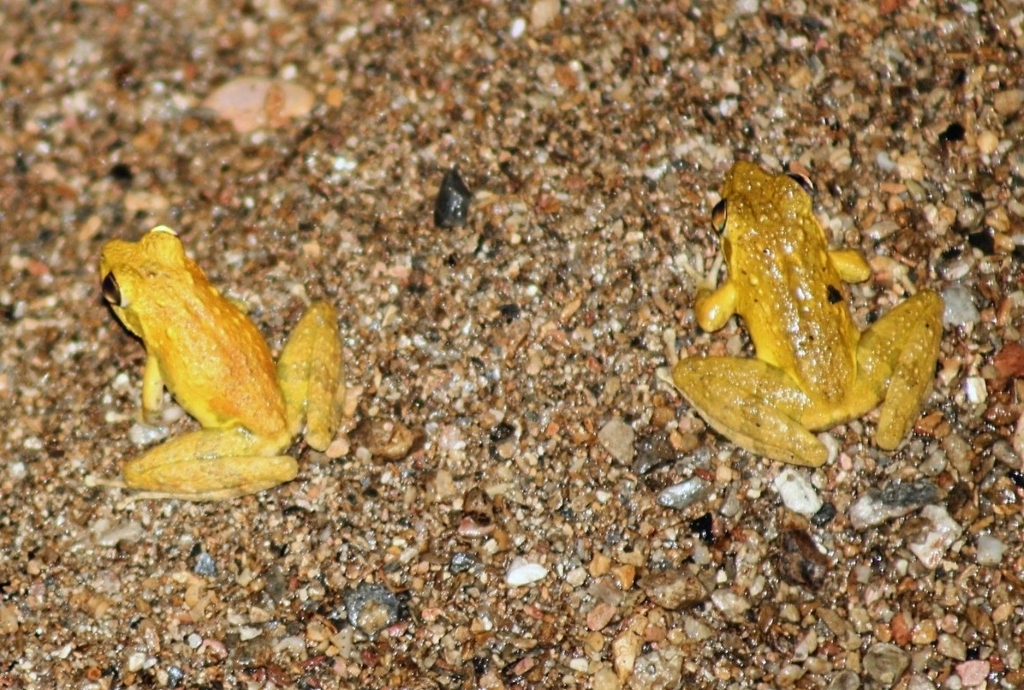 Ryukyu Kajika Frog from 沈砂ダム on July 7, 2023 at 09:48 PM by dobbby ...