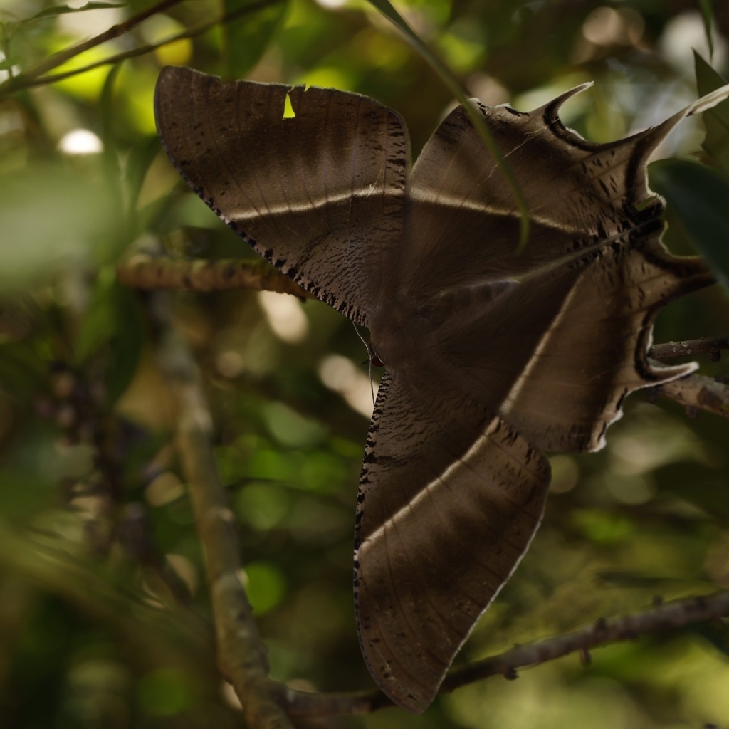 Tropical Swallowtail Moth from 香港山頂 on July 13, 2023 at 01:34 PM by ...