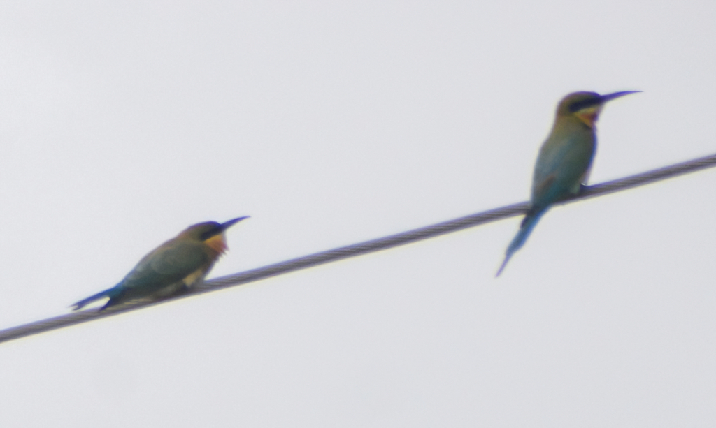 Blue-tailed Bee-eater from Laclo road Iliheu, Manatuto, Timor-Leste on ...
