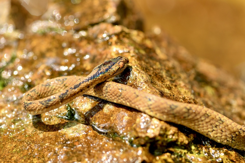 Boulenger's Slug Snake from 临安区, 杭州市, 浙江省, CN on July 22, 2020 at 01:07 ...