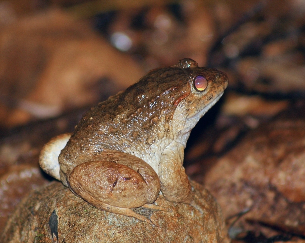 Namie's frog in July 2023 by dobbby · iNaturalist