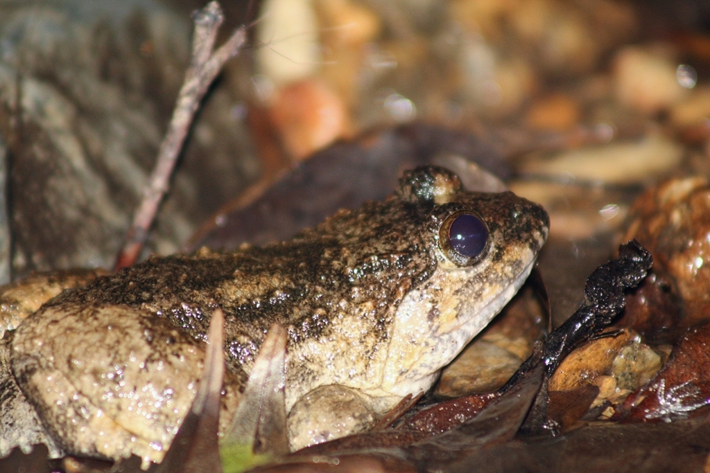 Namie's frog in July 2023 by dobbby · iNaturalist