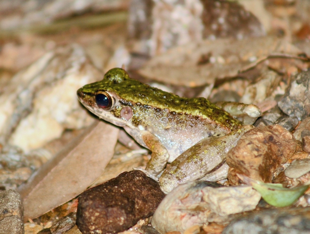 Okinawa Tip-nosed Frog in July 2023 by dobbby · iNaturalist