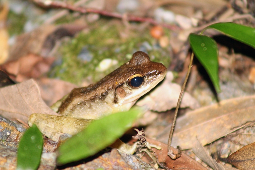 Okinawa Tip-nosed Frog in July 2023 by dobbby · iNaturalist